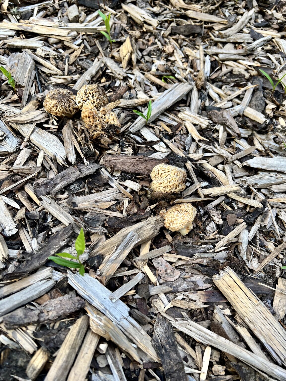 The Morel of the Story: A Mycologist's Passionate Pursuit of the ...